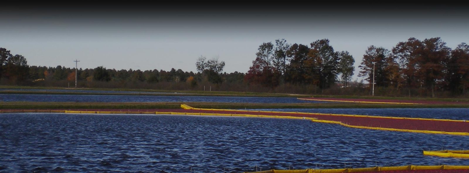 Courtesy Corporation - McDonald's